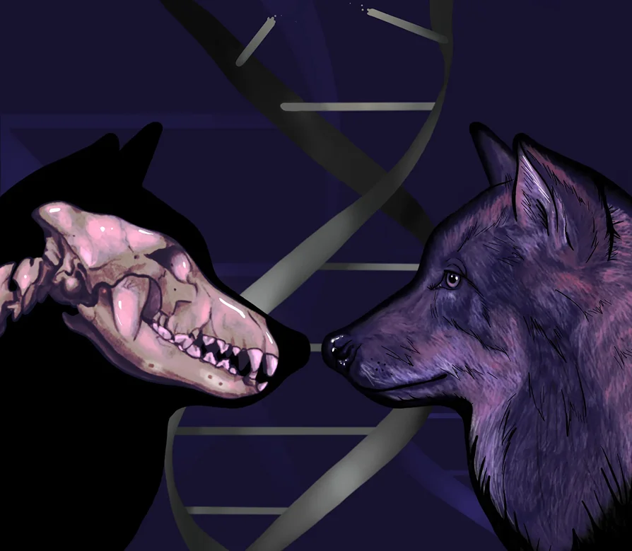 Ice Age Wolf DNA Reveals Dogs Trace Ancestry to Two Separate ...