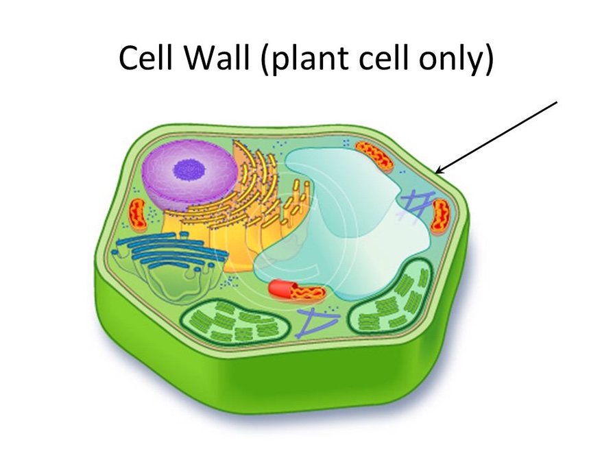 A Cell Wall Is Found Only In Plant Cells And Is A Tough And Rigid Outer