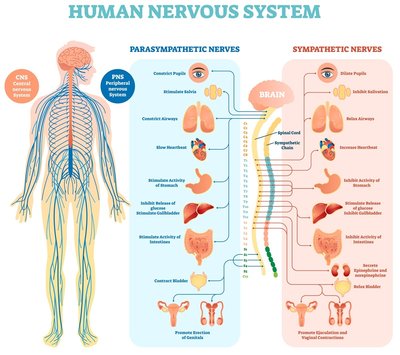 The Nervous System