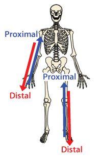 DISTAL AND PROXIMAL