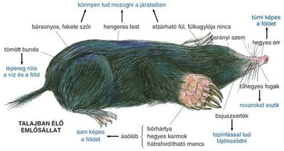A vakond testrészei