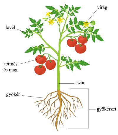 A növények szervei a gyökér, a szár, a levél, a virág és a termés.