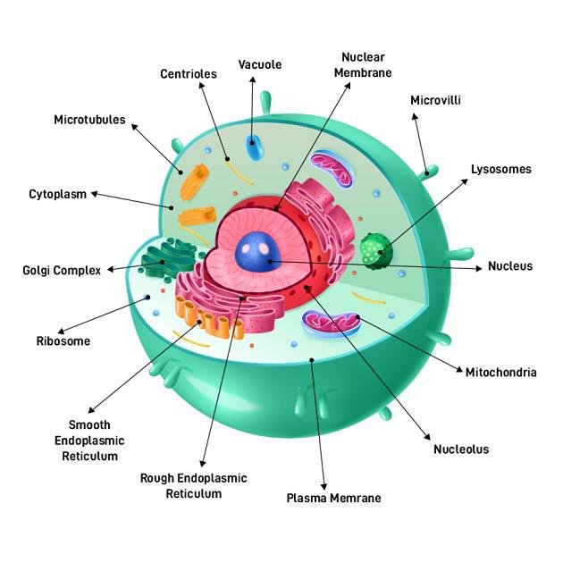 Animal Kingdom: Animal Cell