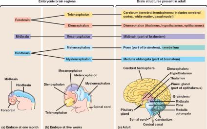 Embryonic Brain region Brain structure in adults