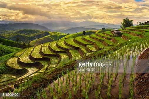rice paddy fields
